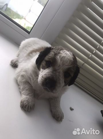 Джек рассел терьер