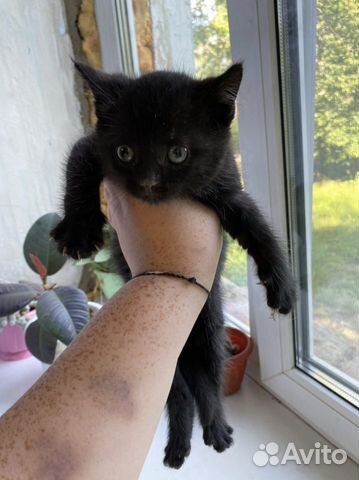 Черный котенок