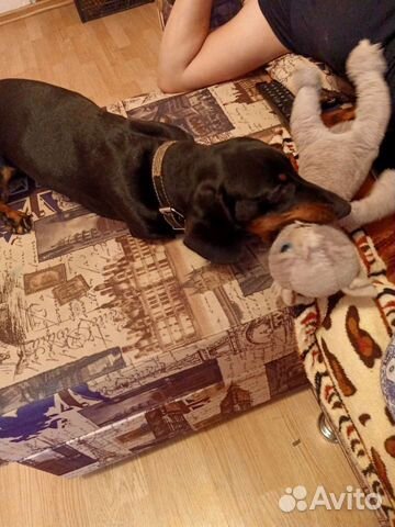 Найдена собака