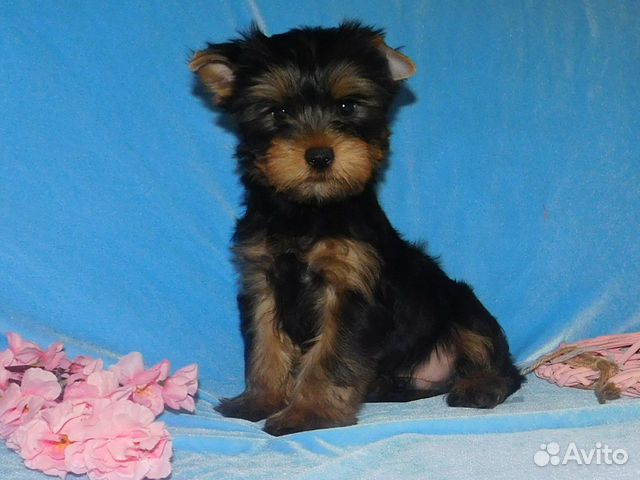 Макс мальчик йорка, стандарт