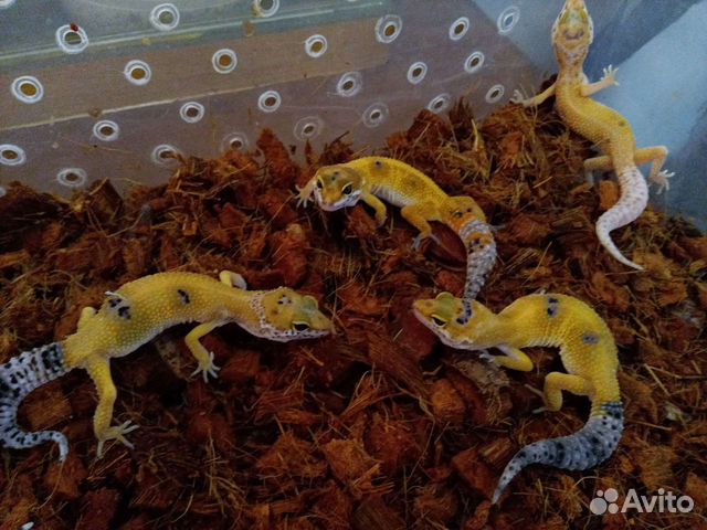 Пятнистый эублефар