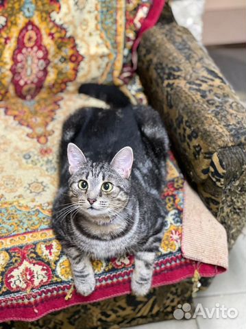 Отдам в хорошие руки