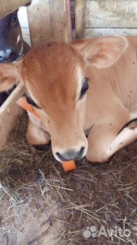Продам бычка