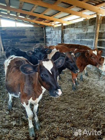 Бычки телки