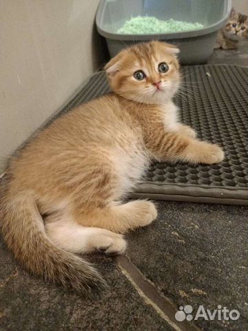 Котята