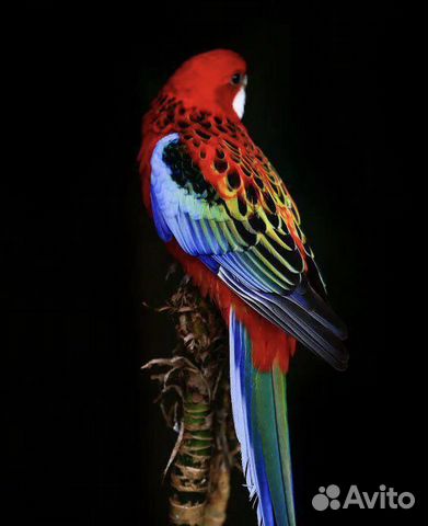 Попугай розелла красный