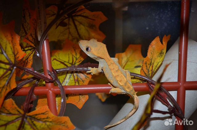 Реснитчатый бананоед Harlequin далматин