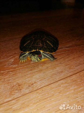 Красноухая черепаха