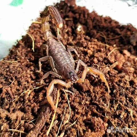 Скорпион Lychas tricarinatus L1 (1 Линька)