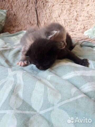 Кошки в добрые руки бесплатно