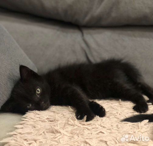 Котенок девочка бесплатно