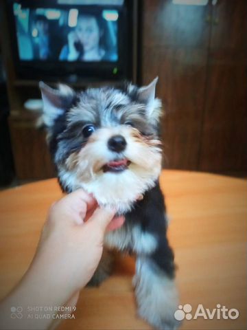 Мальчишка шалунишка