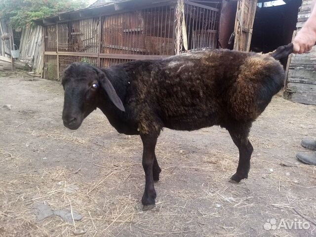 Овцы бараны