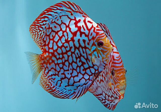 Дискусы, нерестовые пары