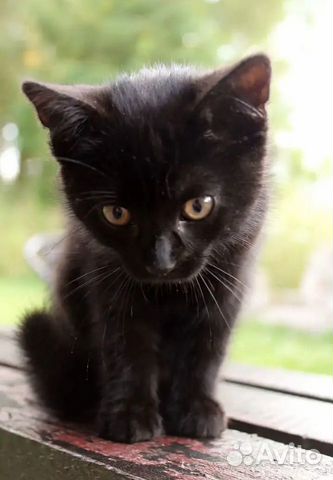 Котенок Арчи