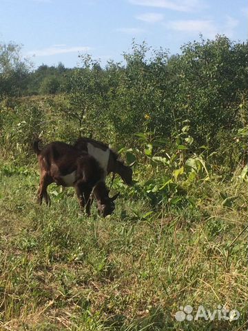 Козлы ламанчо