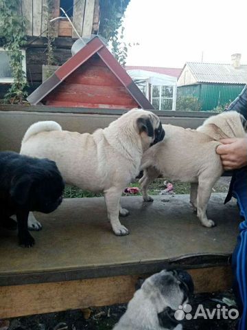 Щенки мопса