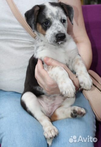 Девочка, 1,5 месяца, в добрые руки