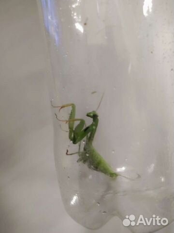 Богомол древовидный африканский