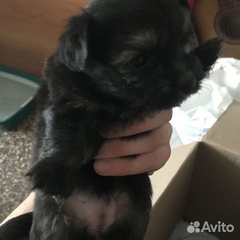 Щенки помесь Шпица и Йорка