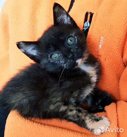 Зеленоглазый котенок ищет дом