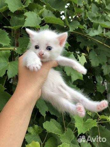 Кошки