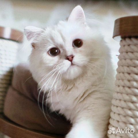 Роскошный котик страйт as1233