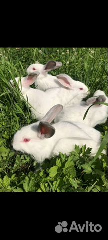 Калифорнийские кролики