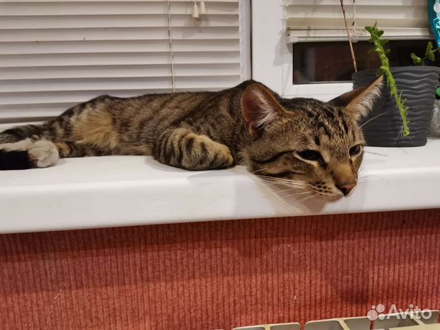 Кот метис ориентала