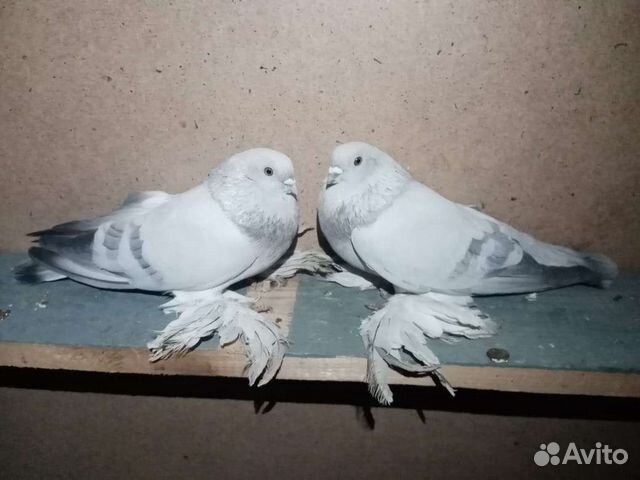 Продам голубей с круга касаны агараны белые магнит