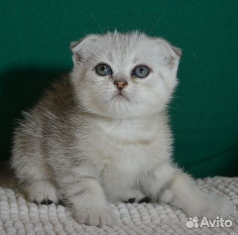 Котик шиншила