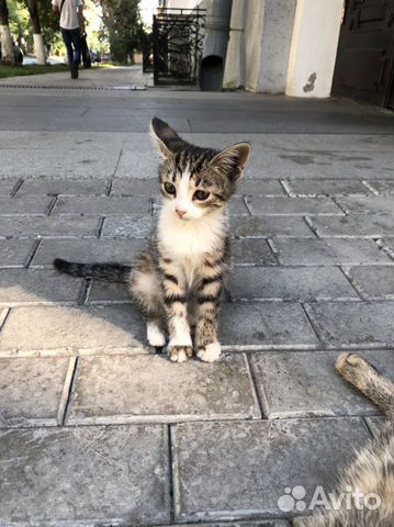 Малыши в поисках дома