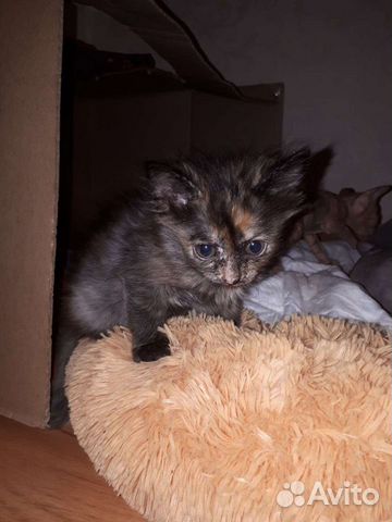 Кошка сфинкс