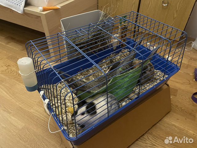 Две морские свинки с клеткой и прочим