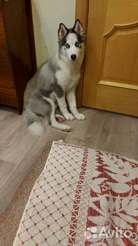 Хаски девочка, щенок