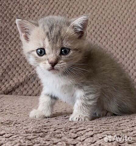 Шотландская прямоухая кошка и вислоухая