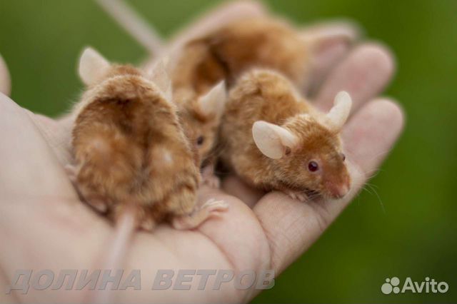 Мыши сатиновые рексы розетки