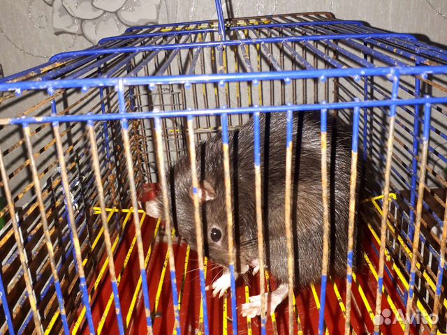 Крыска домашняя