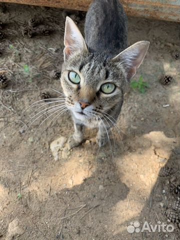 Кошечка с документами