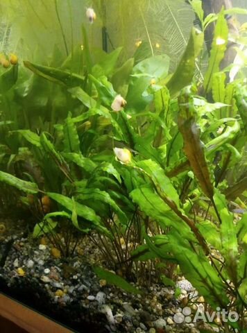 Криптокарина