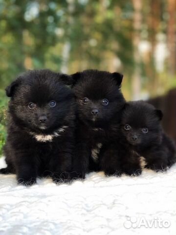 Щенки немецкого шпица