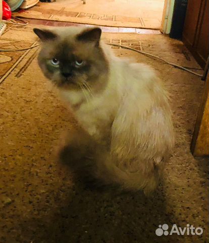 Котик Федор