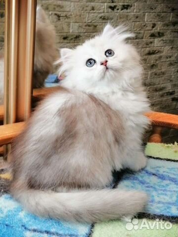 Британская длинношерстная