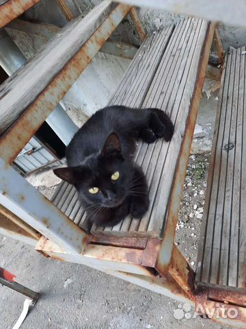 Котенок, кошечка