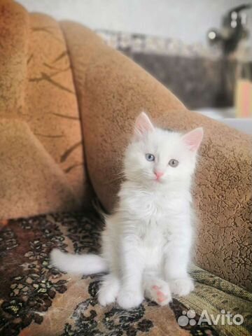 Котенок разноглазый Турецкая ангора