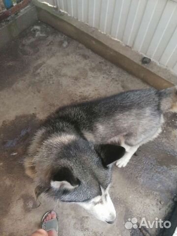 Хаски 3 года с мед книжкой. Отдам