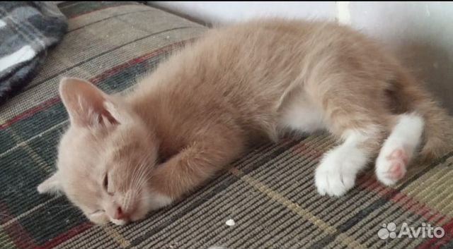 Котята в добрые руки бесплатно