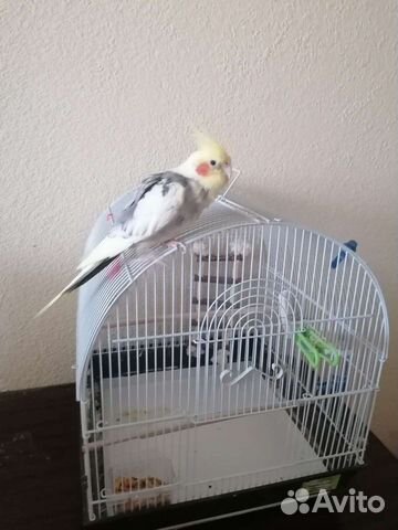 Попугай корелла с клеткой