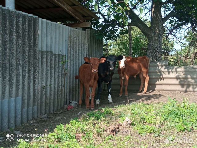 Телята 5-6 месяцев