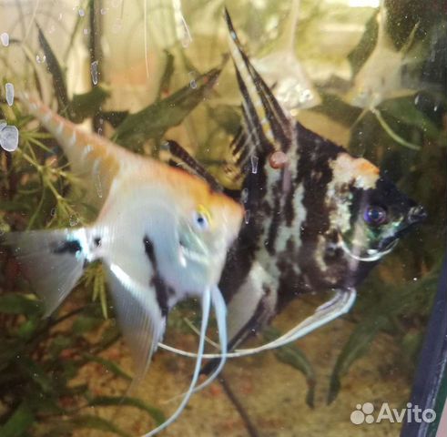 Пара скалярий